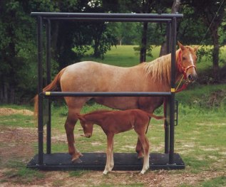 Texas Covered Horse Equestrian Arenas Builder Ranch Equipment